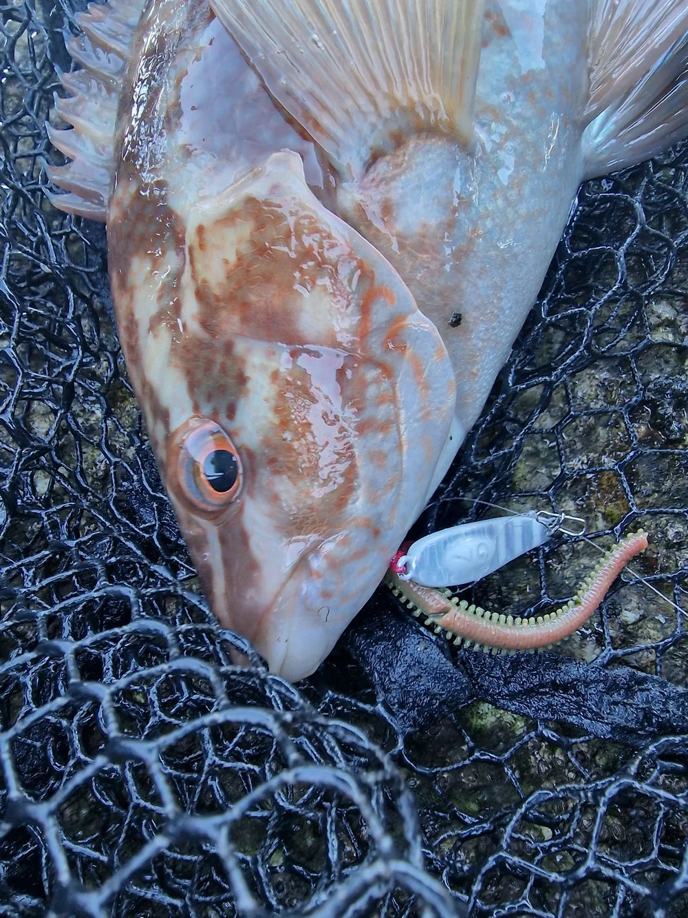 Wrasse Lure Fishing – Page 2 – Jonny Lerfer LRF